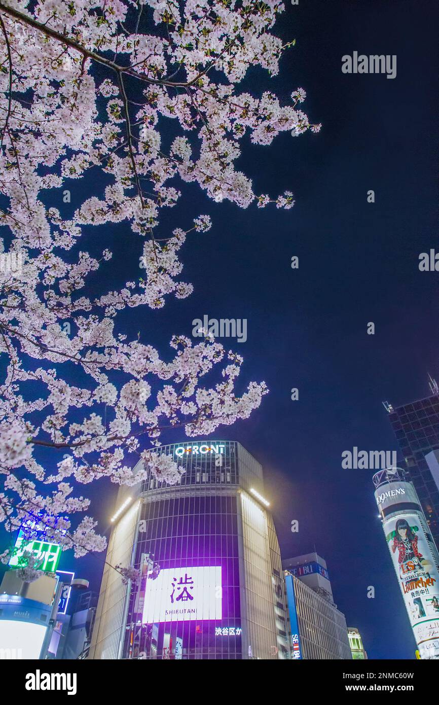 30-03-2015 Tokyo. Cityscape of Shibuya subway station. Amazing cherry ...
