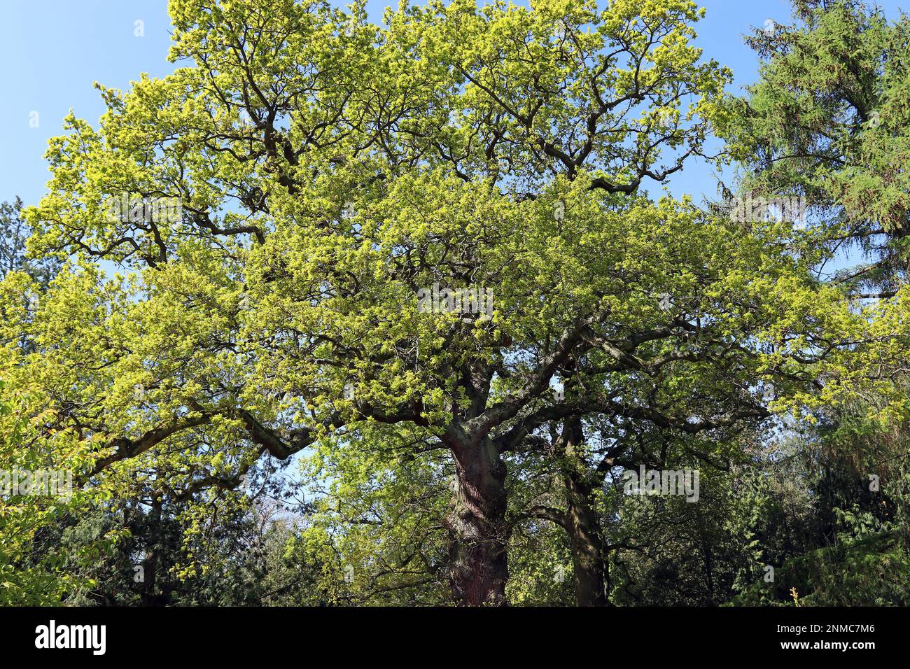 An Oak Tree (Quercus Robur) in Springtime against a blue sky, its ...