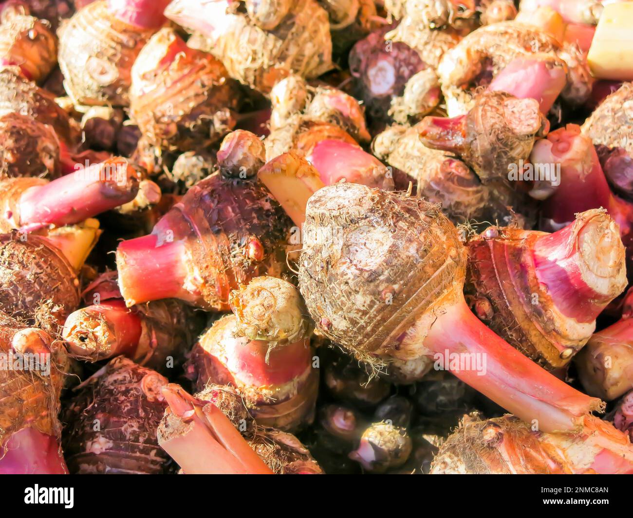 Allismatales hi-res stock photography and images - Alamy