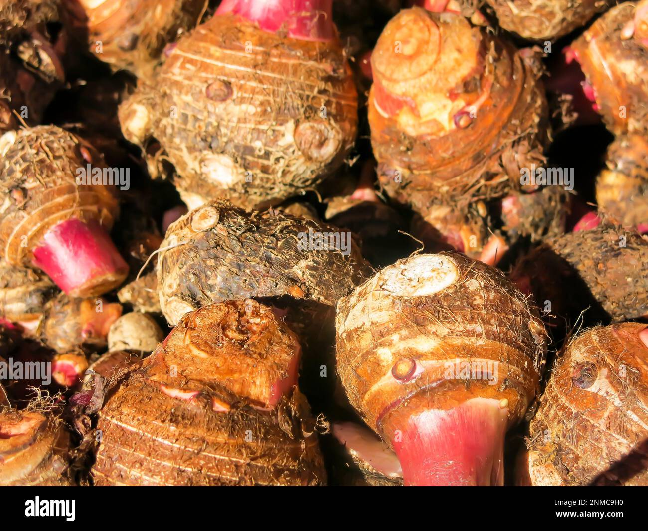 Taro Roots - Clove Up Stock Photo - Alamy