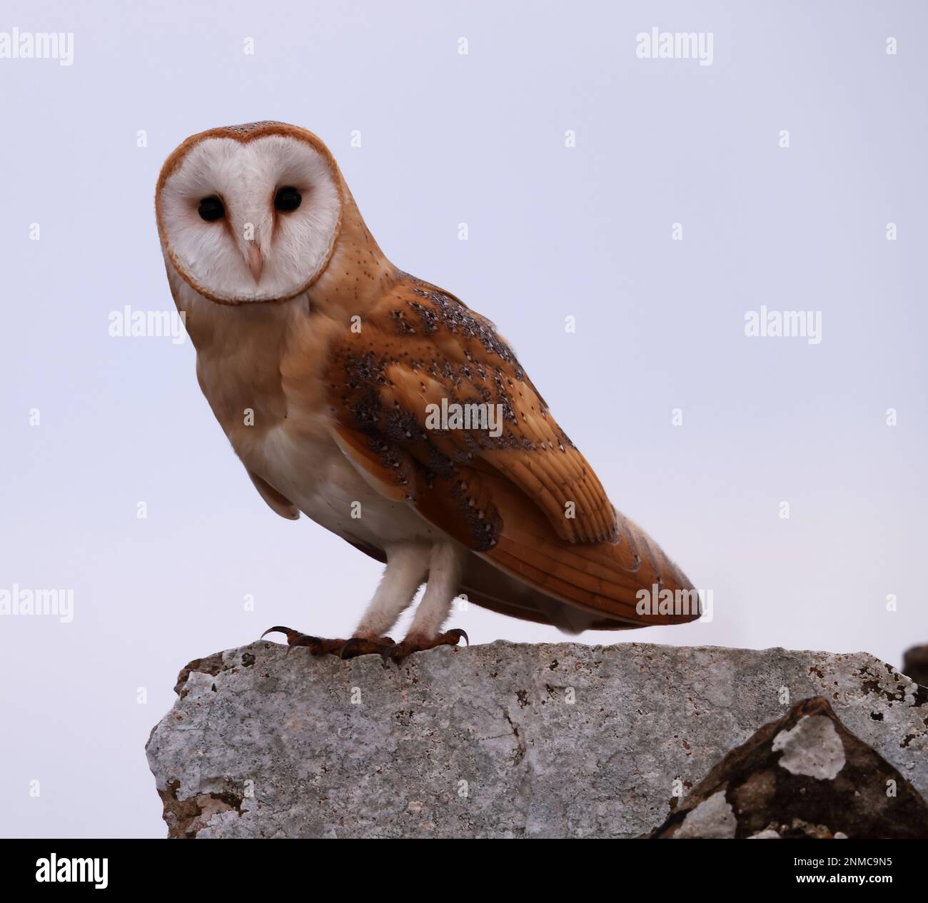 Female Barn Owl (Tyto alba) in the Cotswold Hills Gloucestershire UK ...