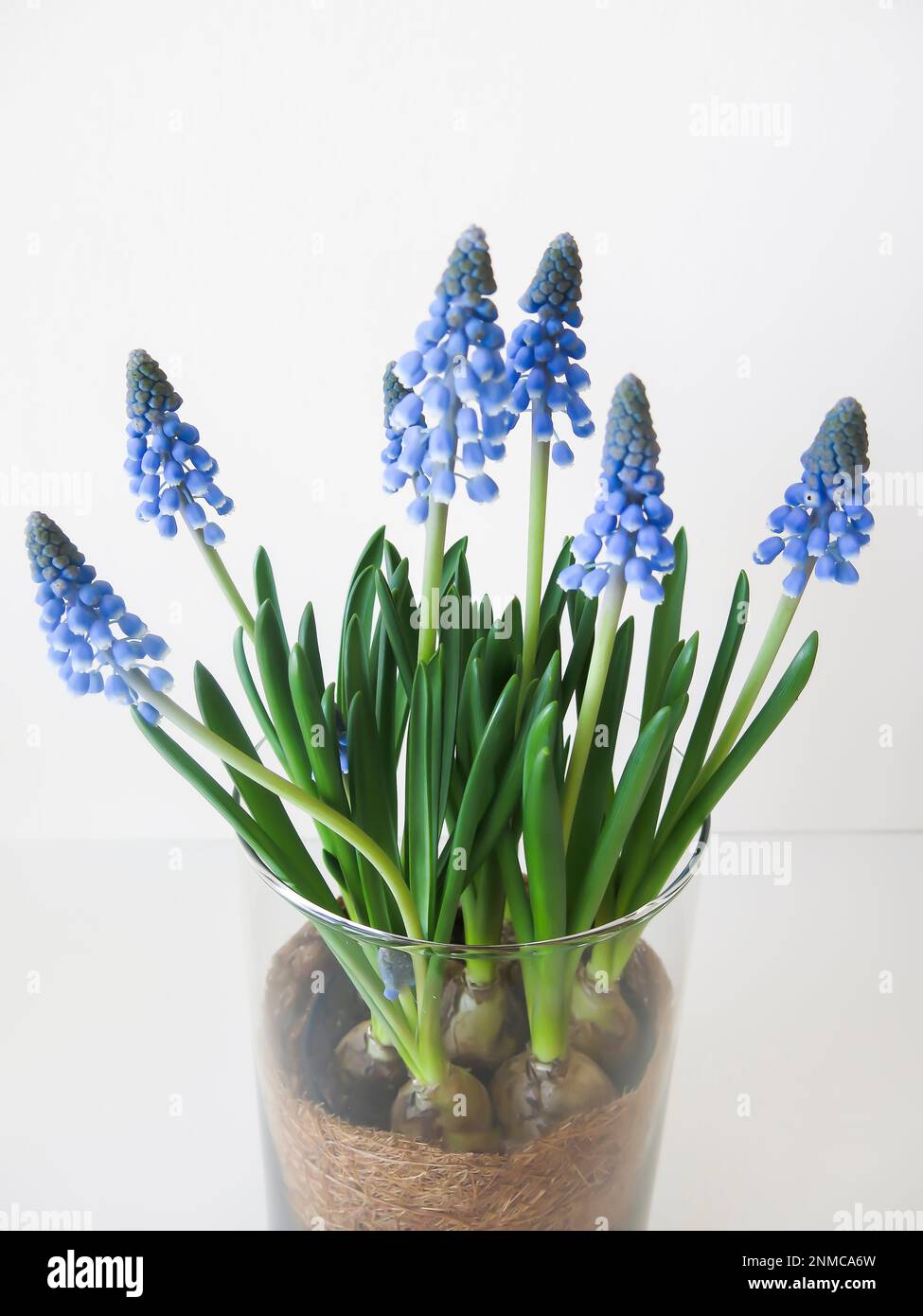 Maturing to blue green hi-res stock photography and images - Alamy