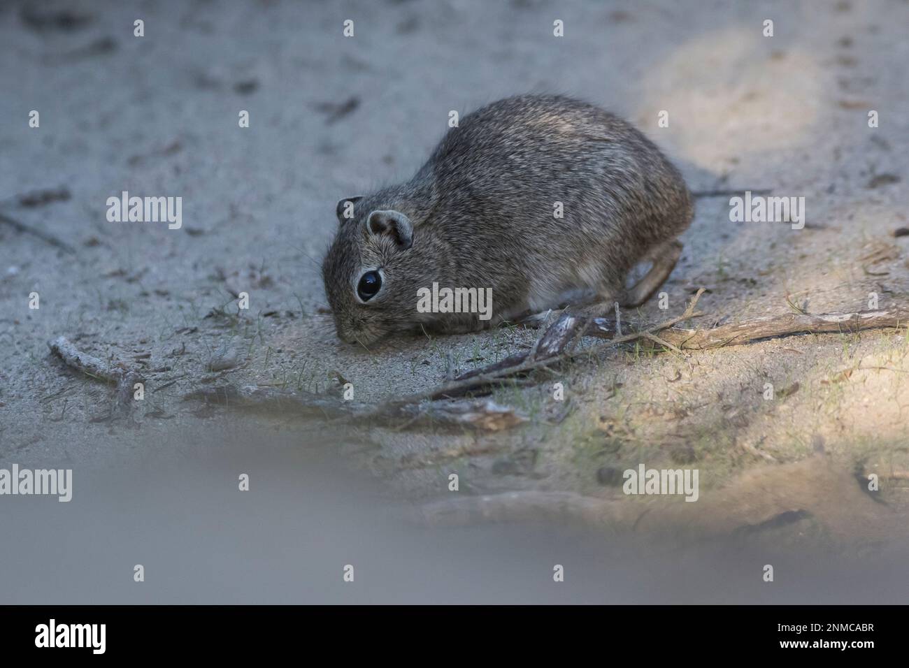 Patagonian cavi hi-res stock photography and images - Alamy