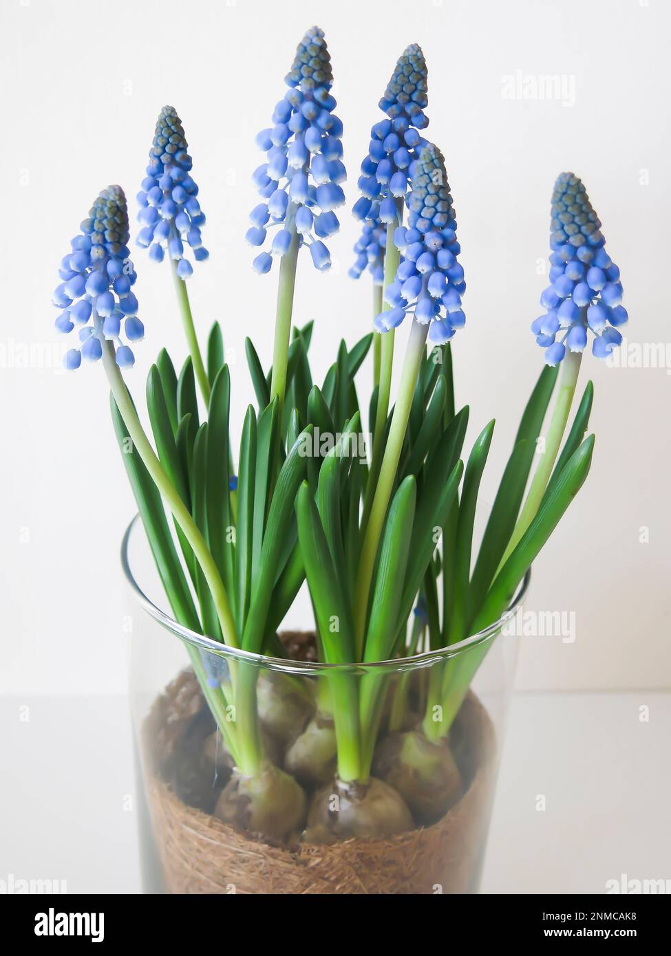 Light blue muscari hi-res stock photography and images - Alamy
