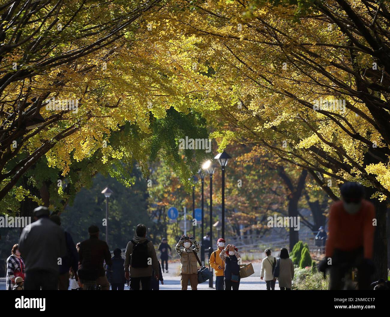 A row of ginkgo (Ginkgo biloba / gingko) trees are dyed yellow in Nerima Ward, Tokyo on November ...