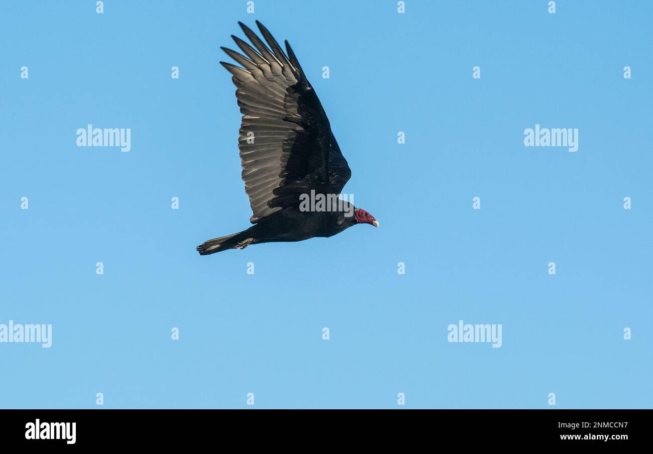 Lesser yellow haeded vulture.Patagonia Argentina Stock Photo - Alamy