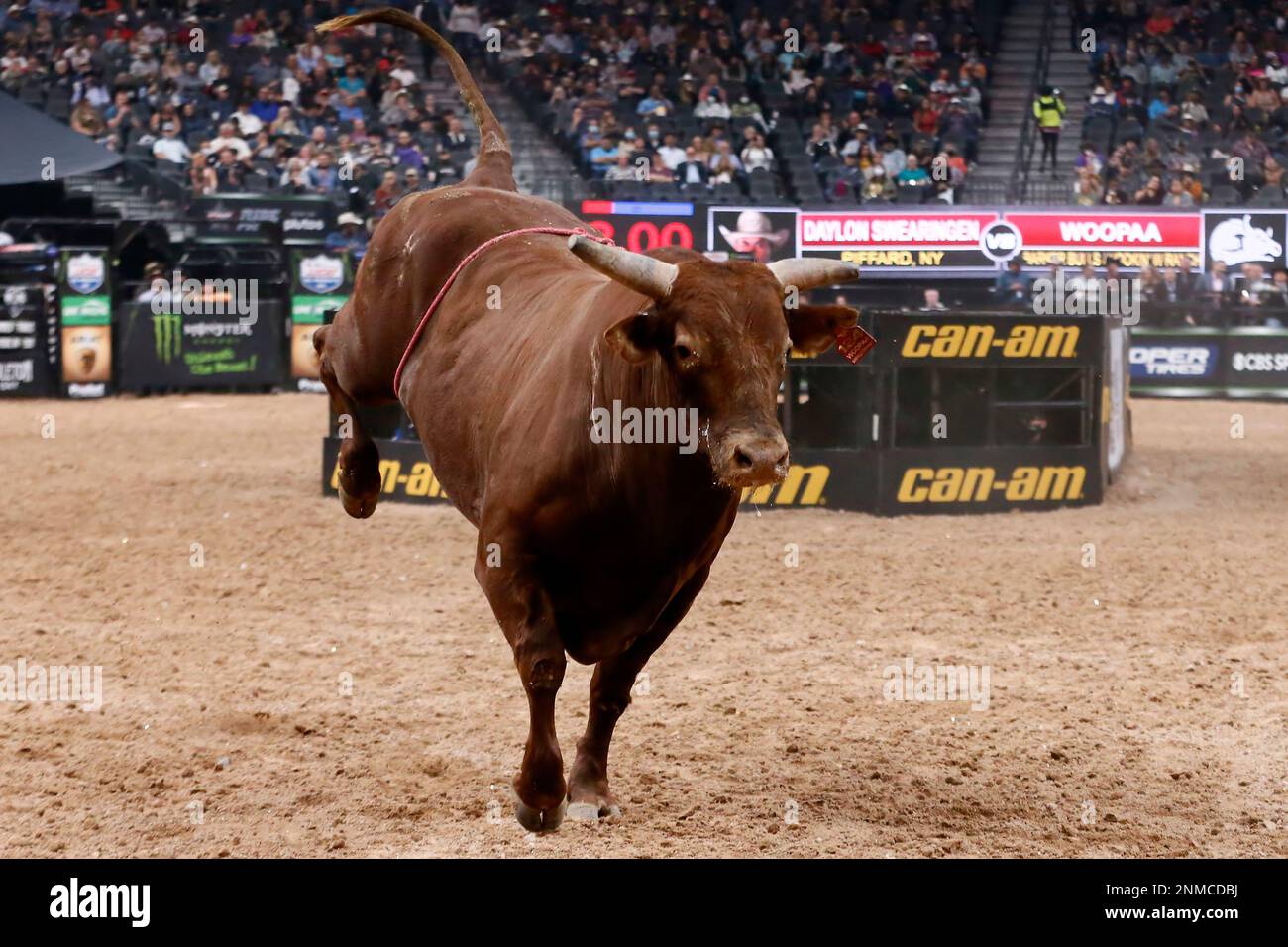 LAS VEGAS, NV - NOVEMBER 04: Bull Woopaa runs during the 2021 PBR World ...