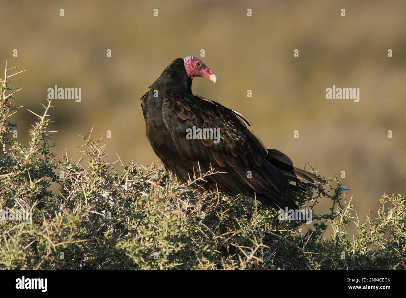 Lesser yellow haeded vulture.Patagonia Argentina Stock Photo - Alamy