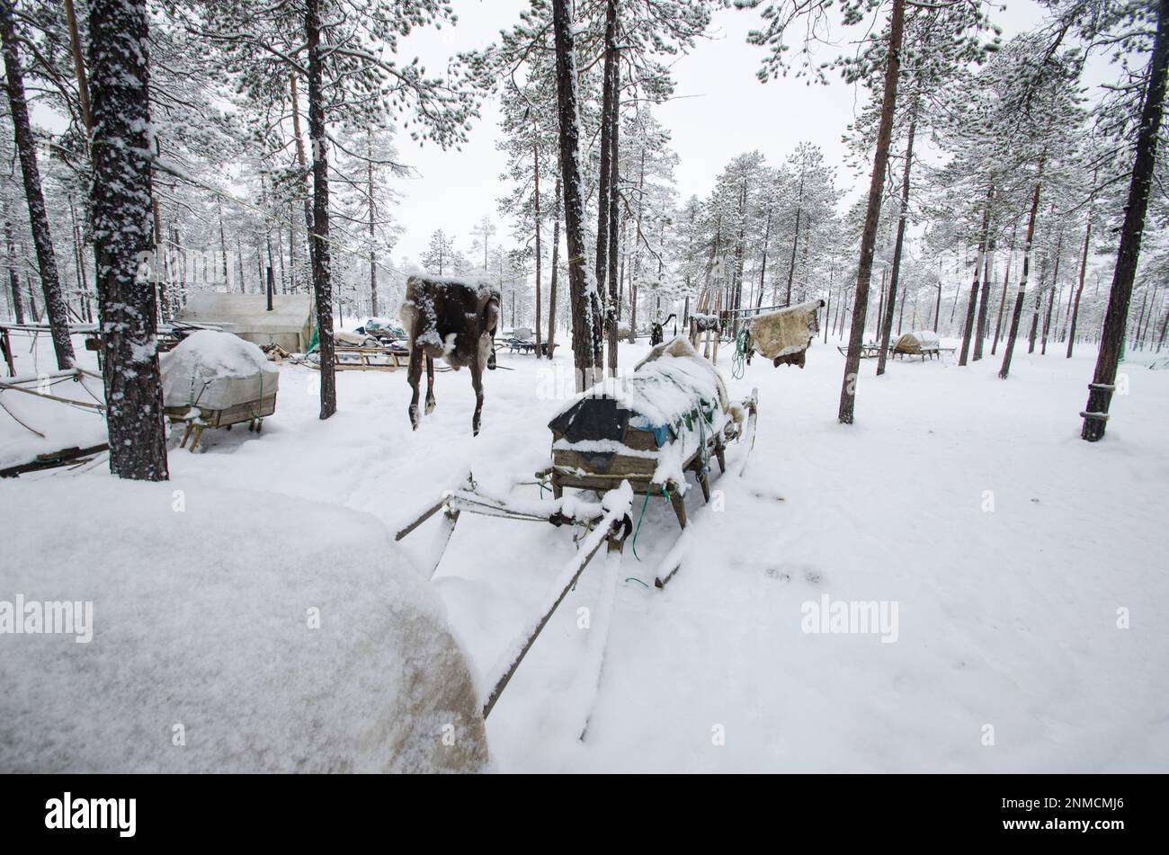In the camp of the Nenets reindeer herders. Sled Stock Photo - Alamy
