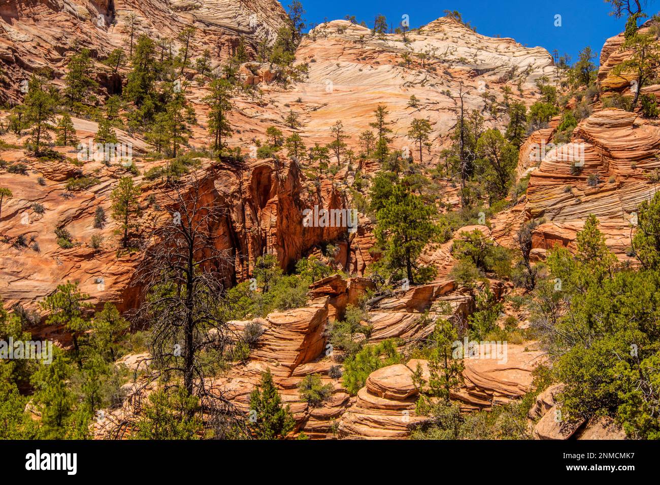 The pine-studded layered cliffs and outcroppings of Zion National Park ...