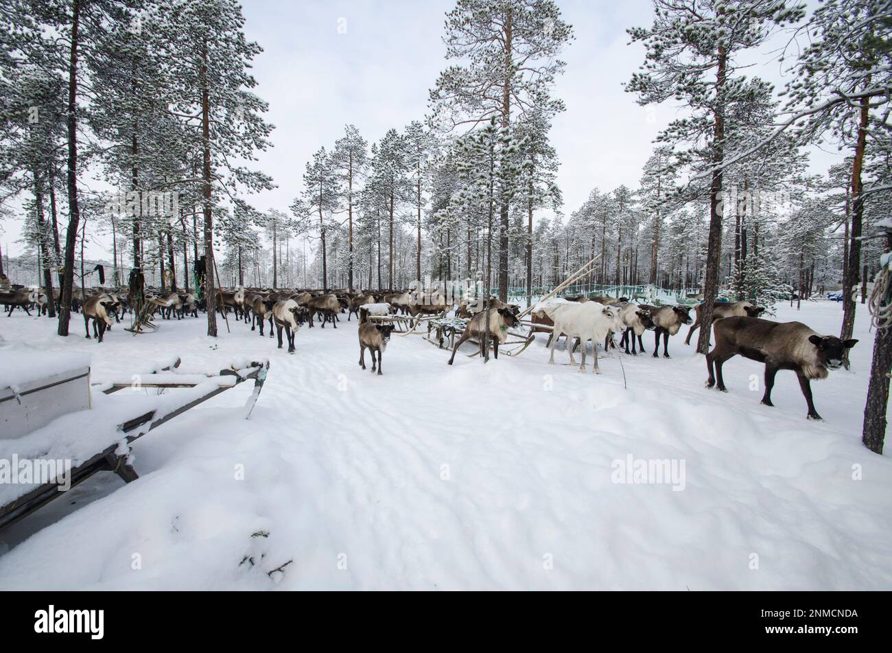 In the camp of the Nenets reindeer herders. Sled Stock Photo - Alamy