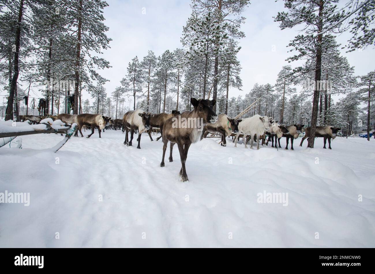 Cute reindeer in a snowy forest. deer migration Stock Photo - Alamy