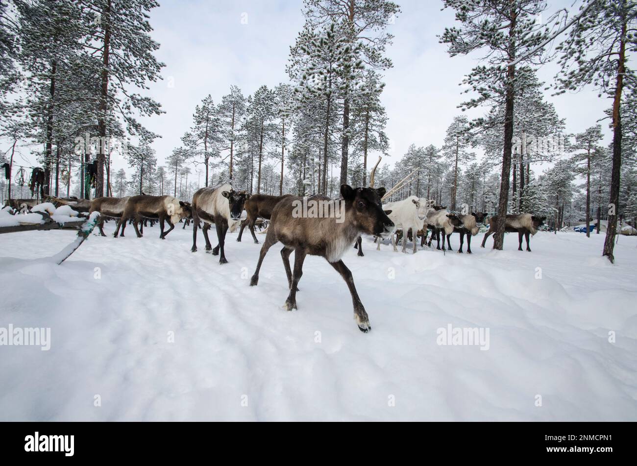 Cute reindeer in a snowy forest. deer migration Stock Photo - Alamy