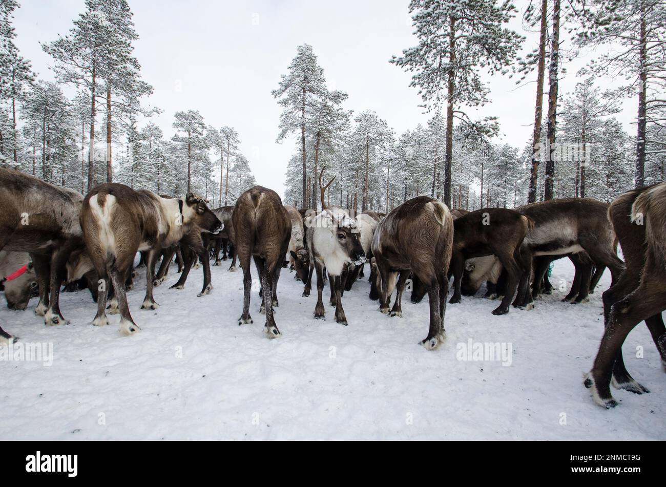 Cute reindeer in a snowy forest. deer migration Stock Photo - Alamy