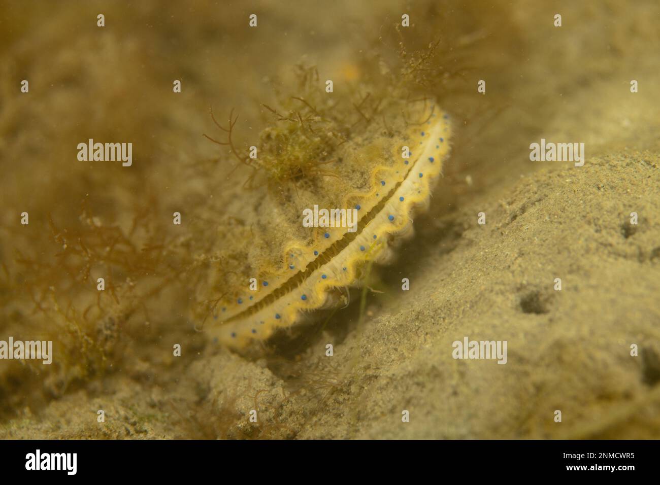 Bay Scallops Underwater