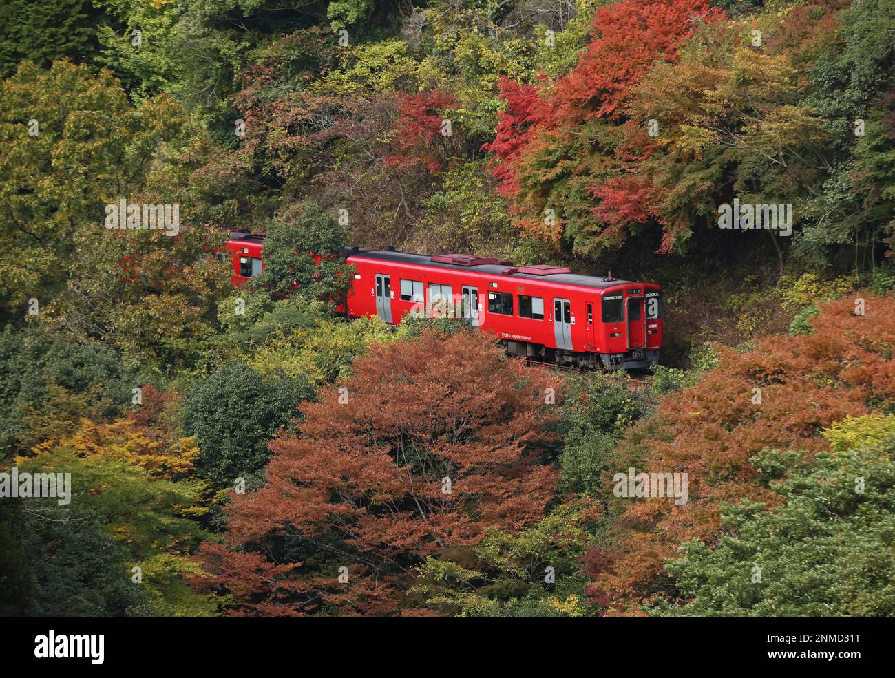 A train is running through autumn leaves of a mountain on the Kyudai ...