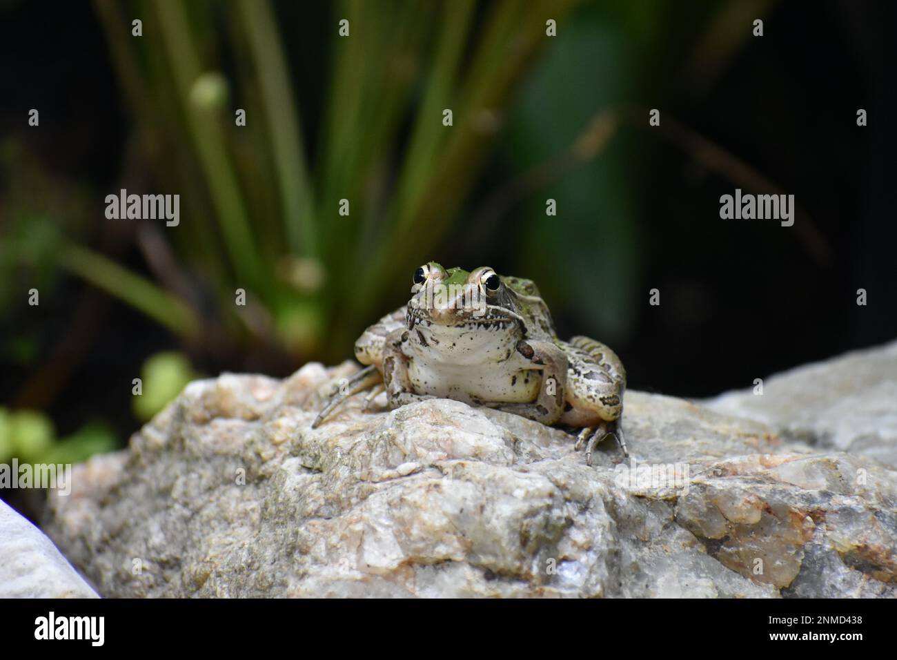 Frog on a stone hi-res stock photography and images - Alamy
