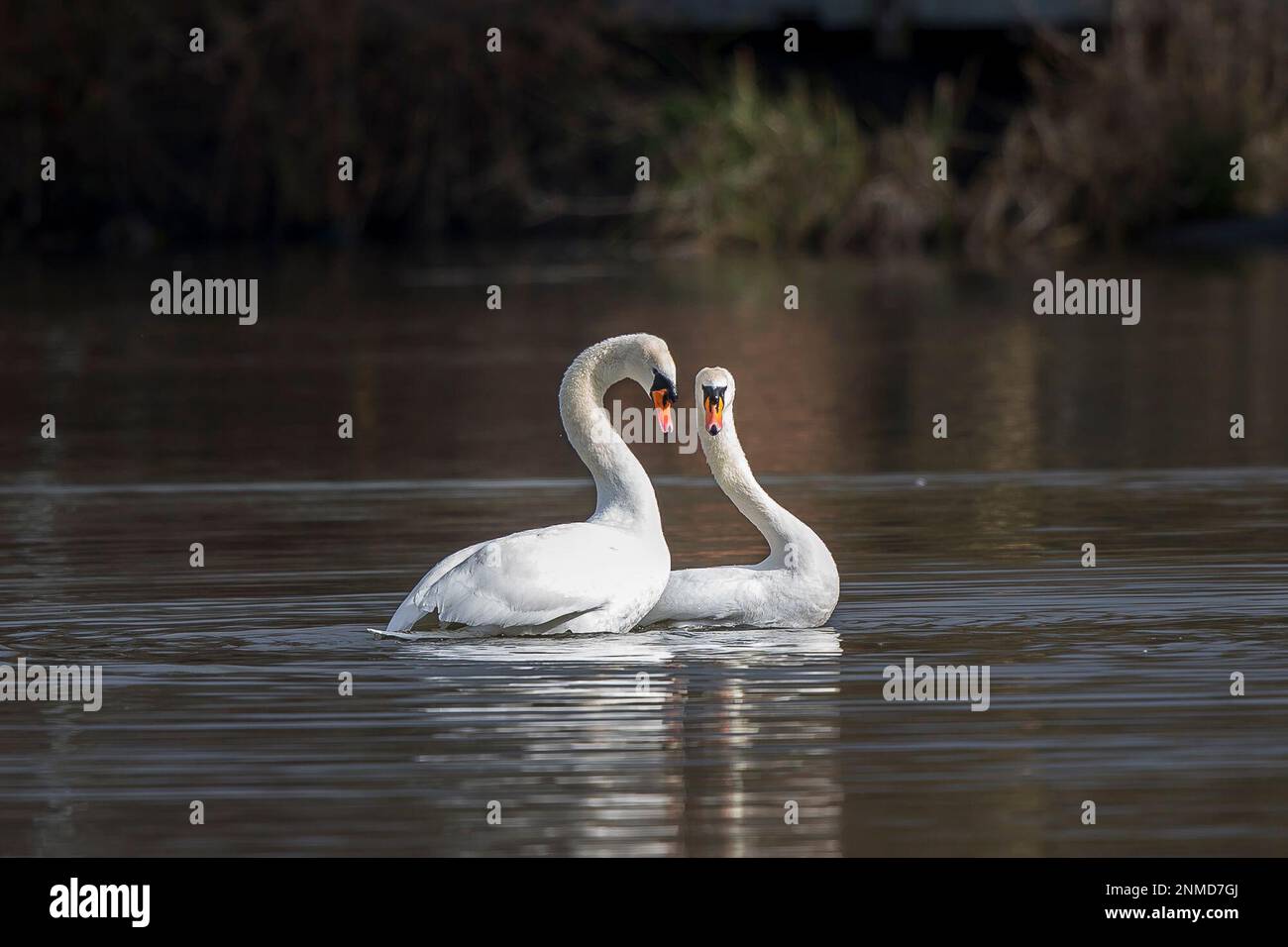 Stackpool hi-res stock photography and images - Alamy