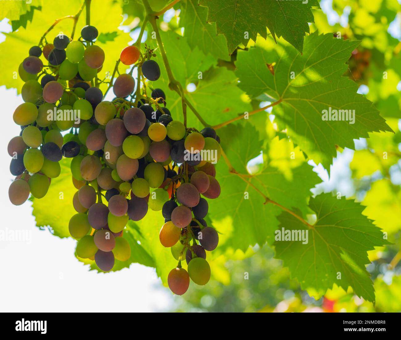 Bright bunches fresh grapes hi-res stock photography and images - Alamy