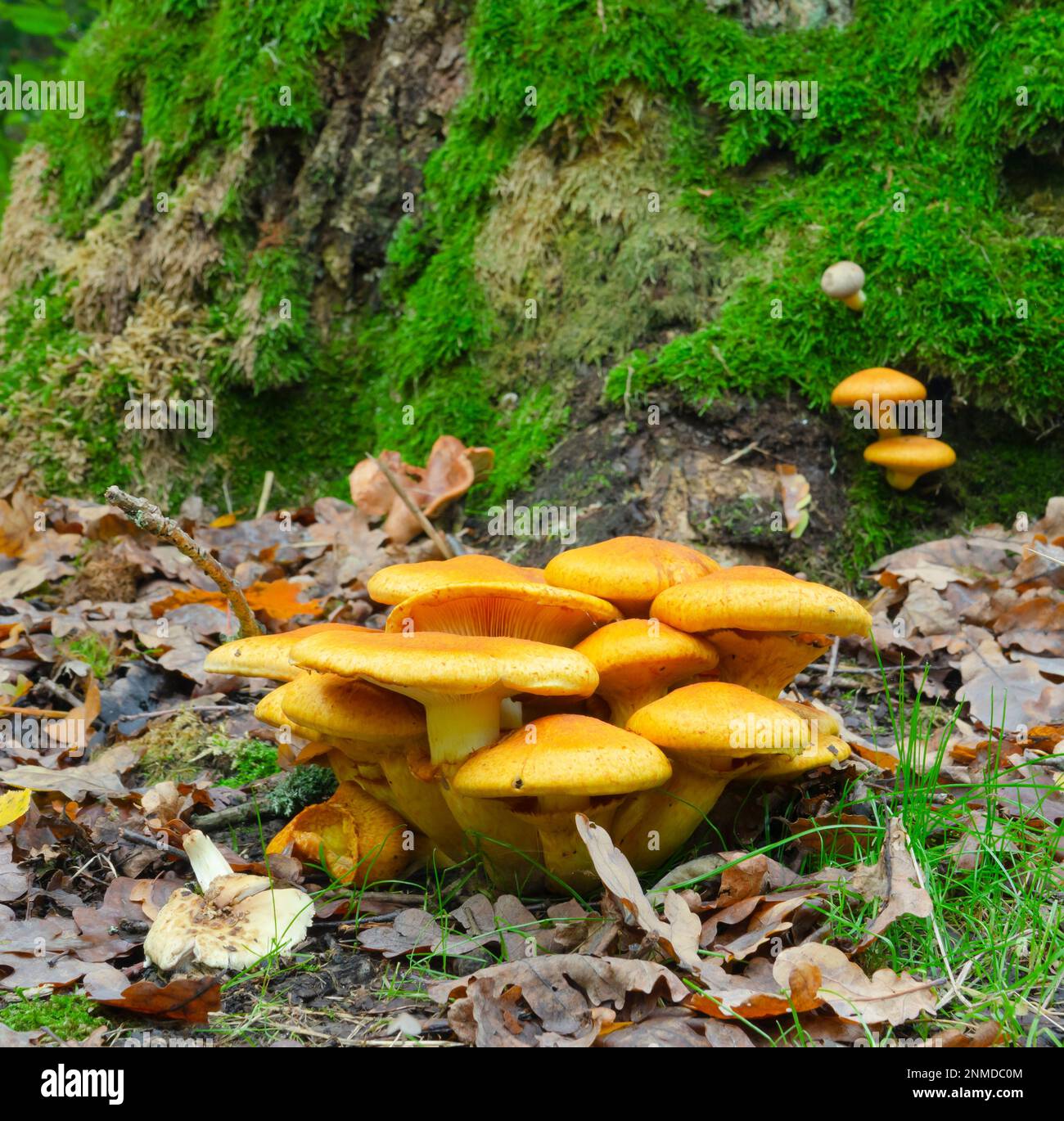 Mushrooms grow in autumn foliage hi-res stock photography and images ...