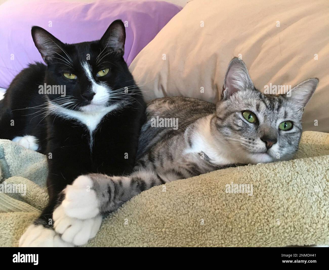 Photo by: STRF/STAR MAX/IPx 2021 10/29/21 Today is National Cat Day ...