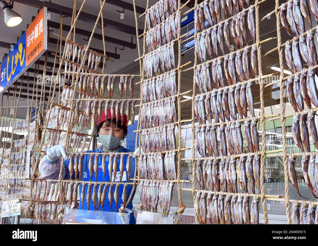 Shishamo fish, capelin are hung on a bamboo blind for sun-dried in ...