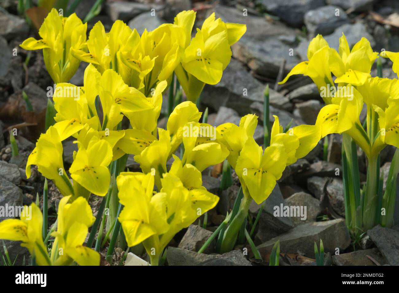 Iris reticulata "Danfordiae" Danford Iris Dwarf Stock Photo - Alamy