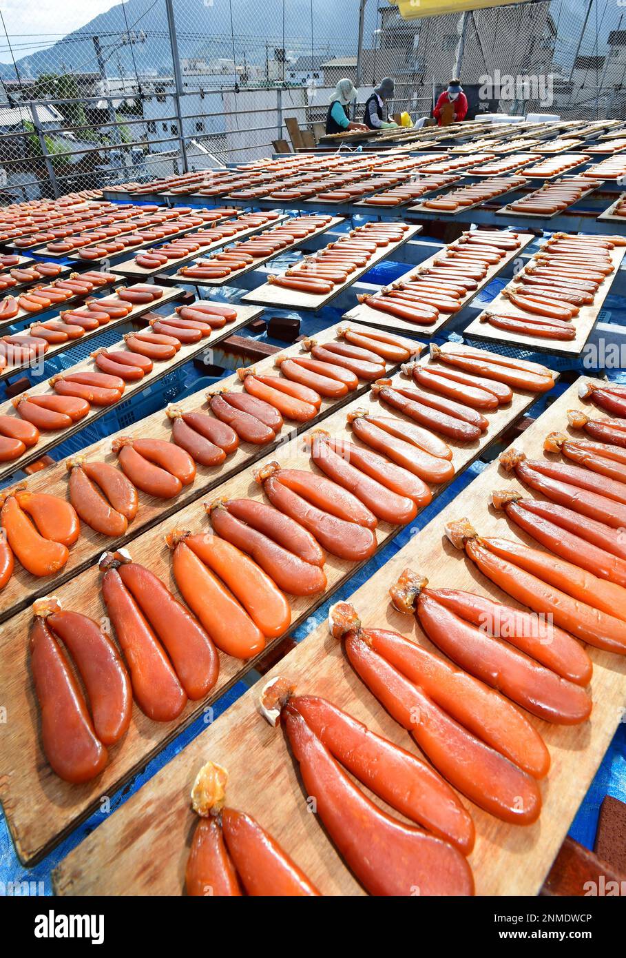 Workers dry hundreds of karasumi, salt mullet roe in the sun in Owase ...
