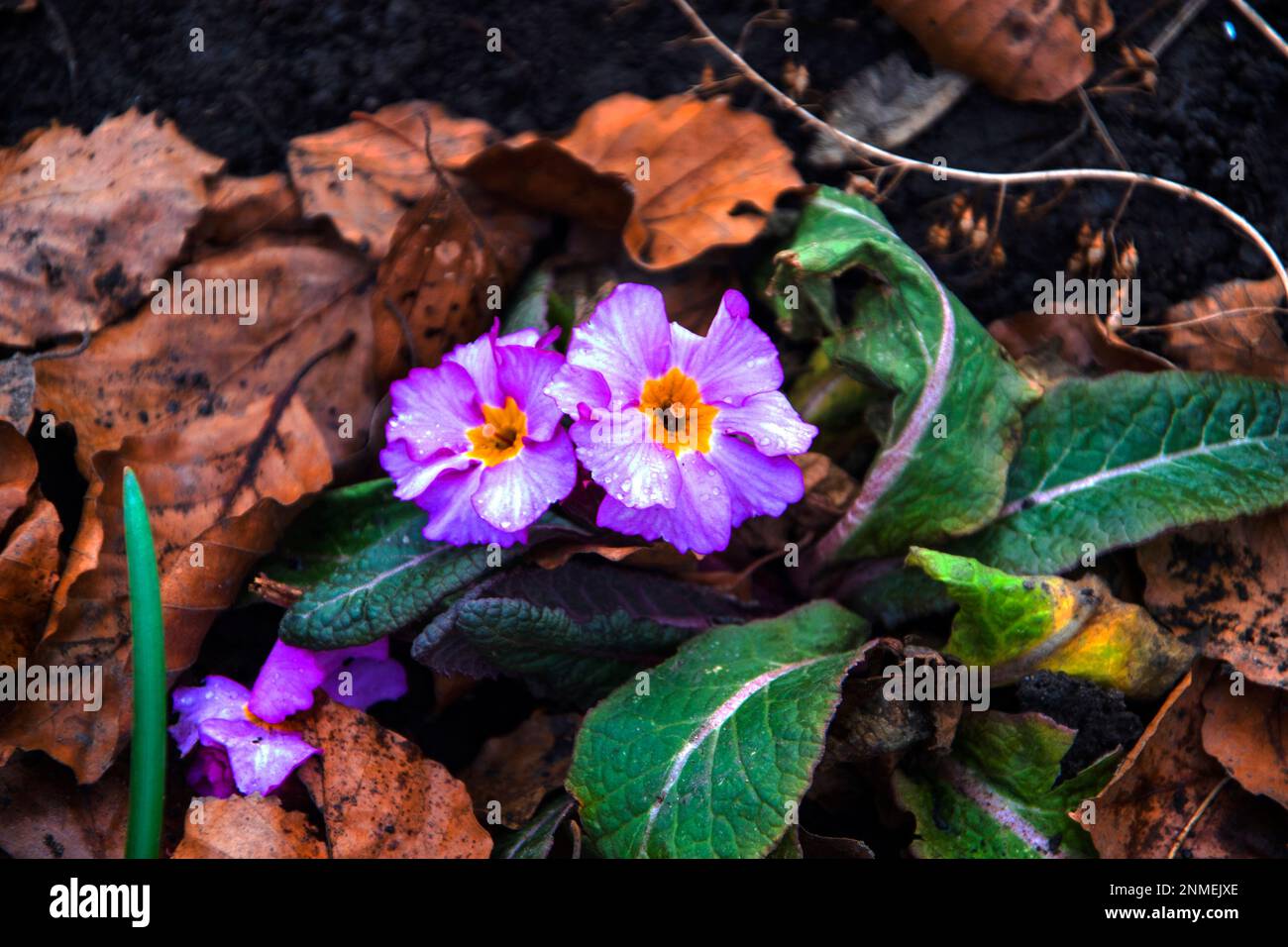 Ightenhill park hi-res stock photography and images - Alamy