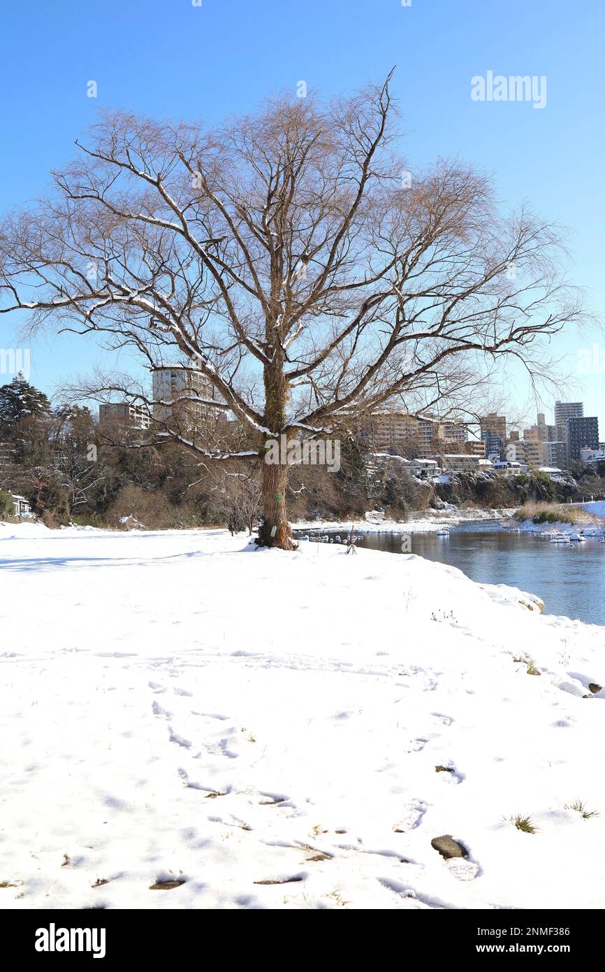 Sendai, Miyagi, Japan, February 2023.Snow scene around the Hirose River ...