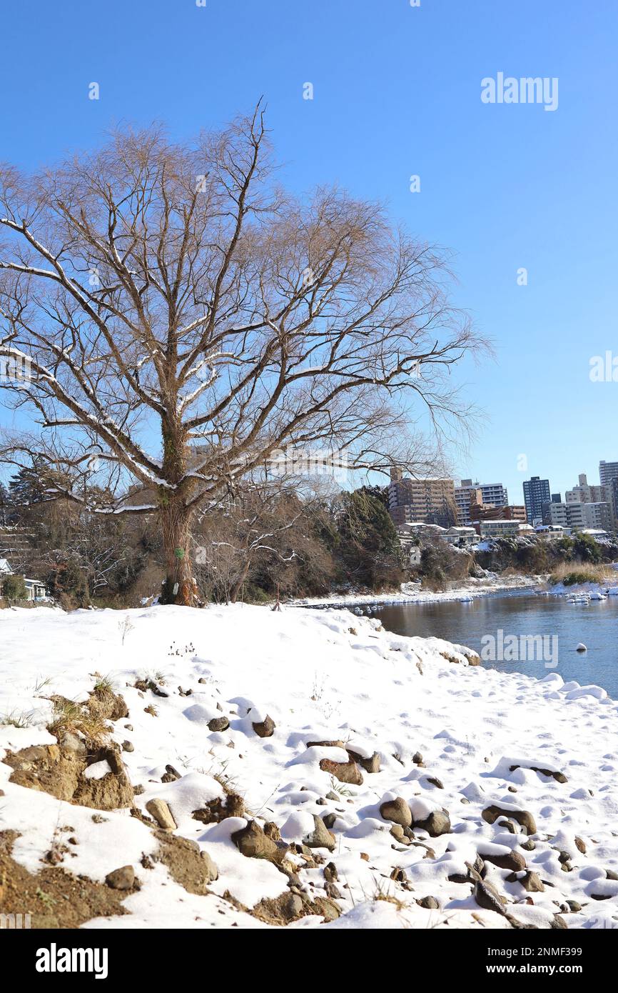 Sendai, Miyagi, Japan, February 2023.Snow scene around the Hirose River ...