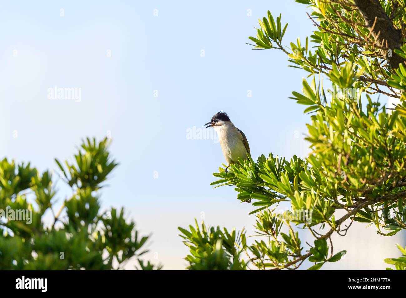 Wild bulbul bird on the trees, Pycnonotus taivanus, threatened species ...