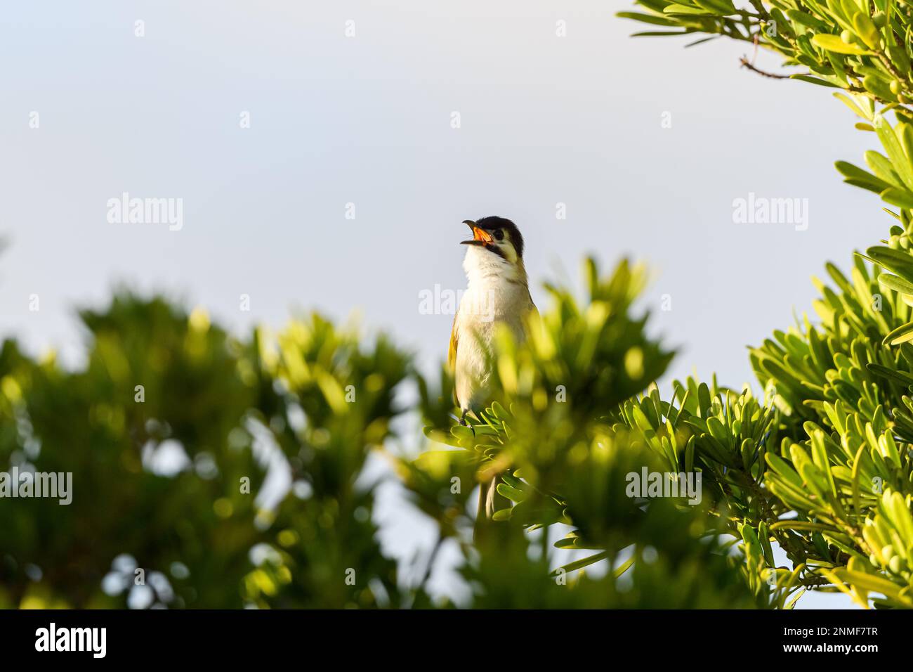 Wild bulbul bird on the trees, Pycnonotus taivanus, threatened species ...