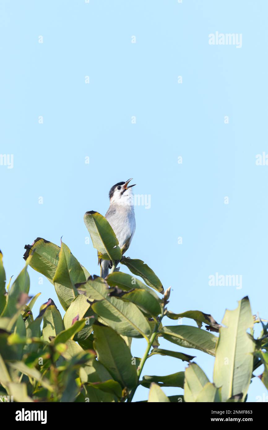 Wild bulbul bird on the trees, Pycnonotus taivanus, threatened species ...