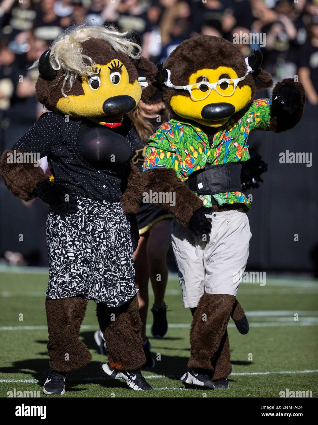 October 16, 2021: the family of Chip the Buffalo mascot performs during ...