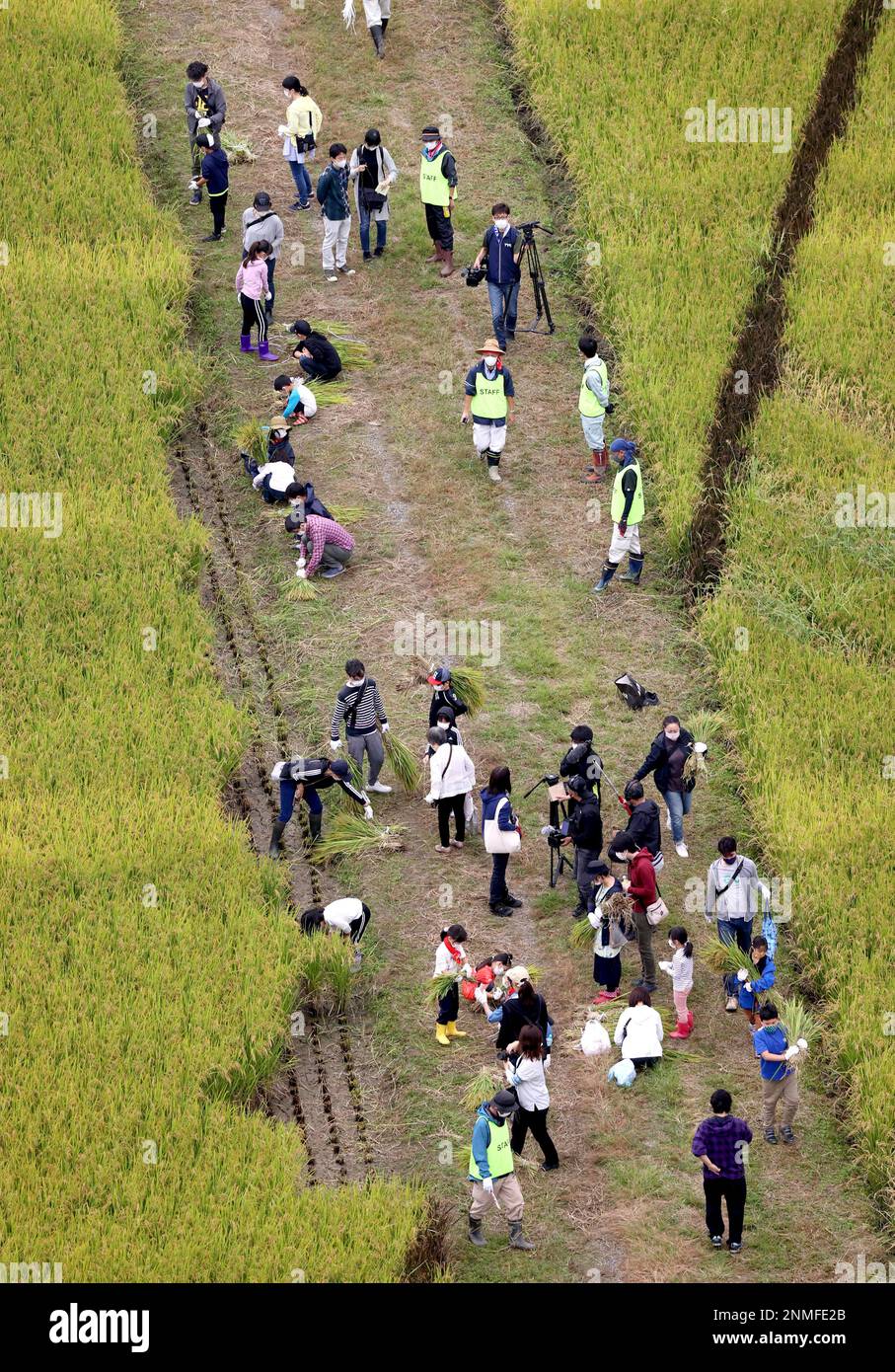 People gather to harvest rice of Rice paddy art in Gyoda City, Saitama ...