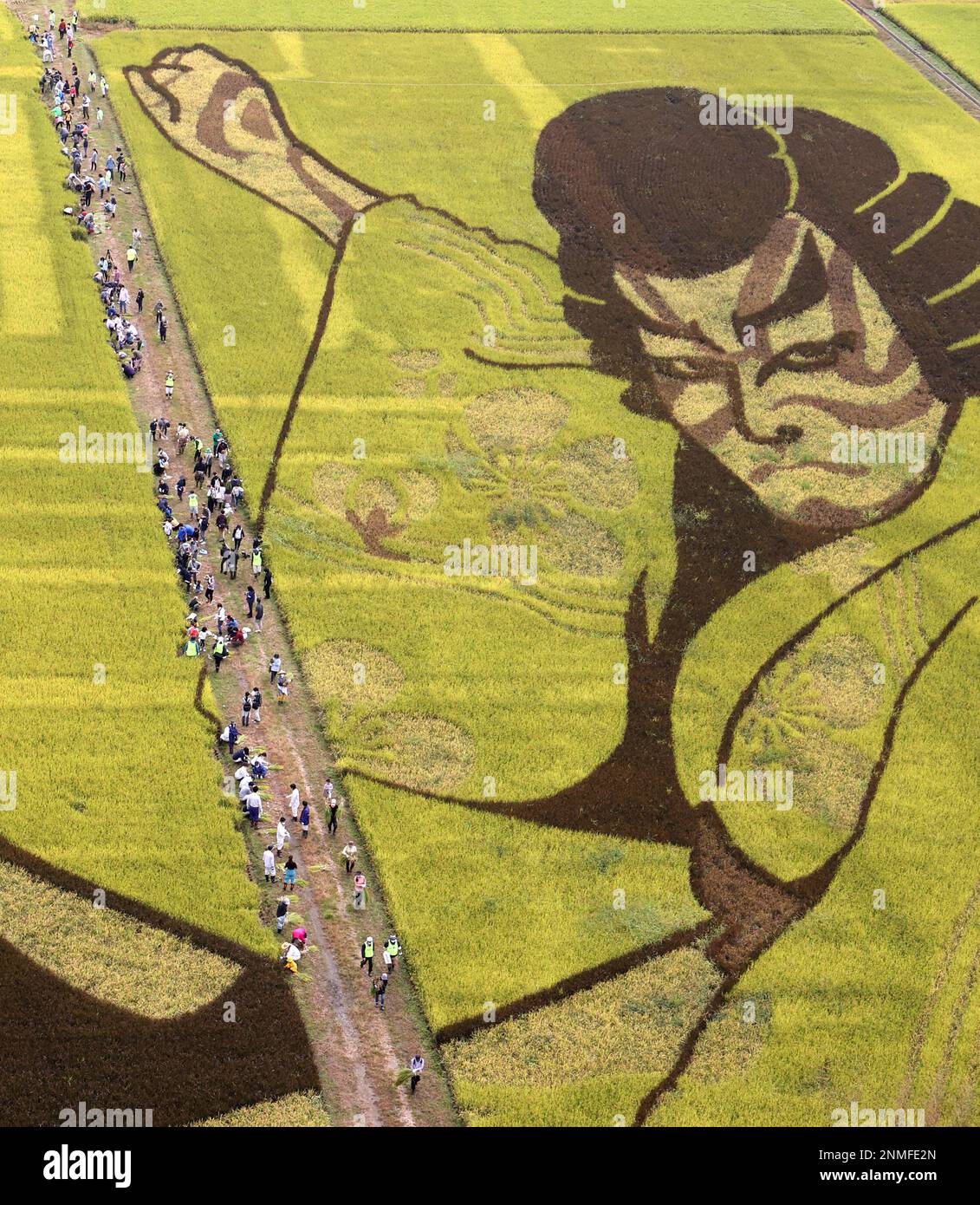 People gather to harvest rice of Rice paddy art in Gyoda City, Saitama ...
