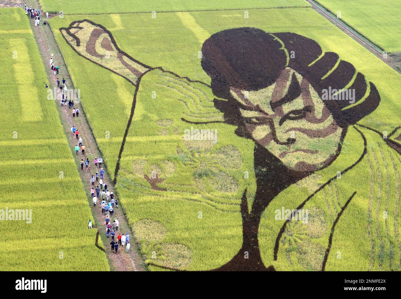 People gather to harvest rice of Rice paddy art in Gyoda City, Saitama ...