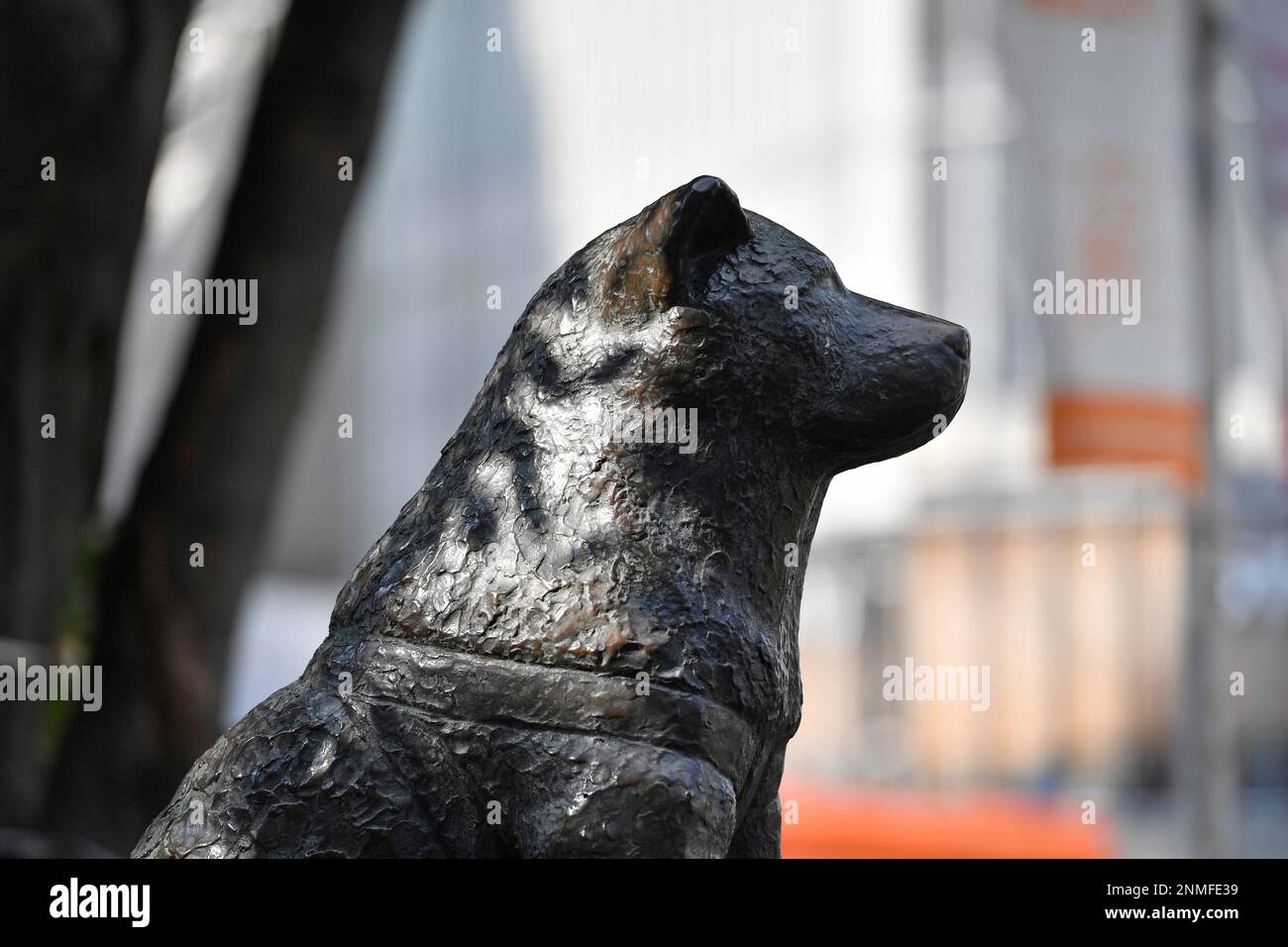 Loyal Dog Hachiko