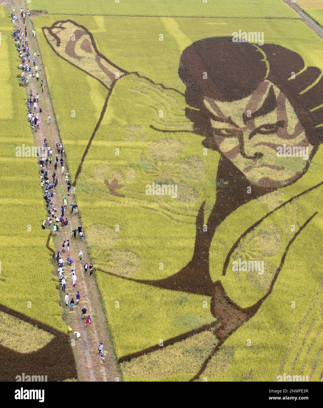 People gather to harvest rice of Rice paddy art in Gyoda City, Saitama ...