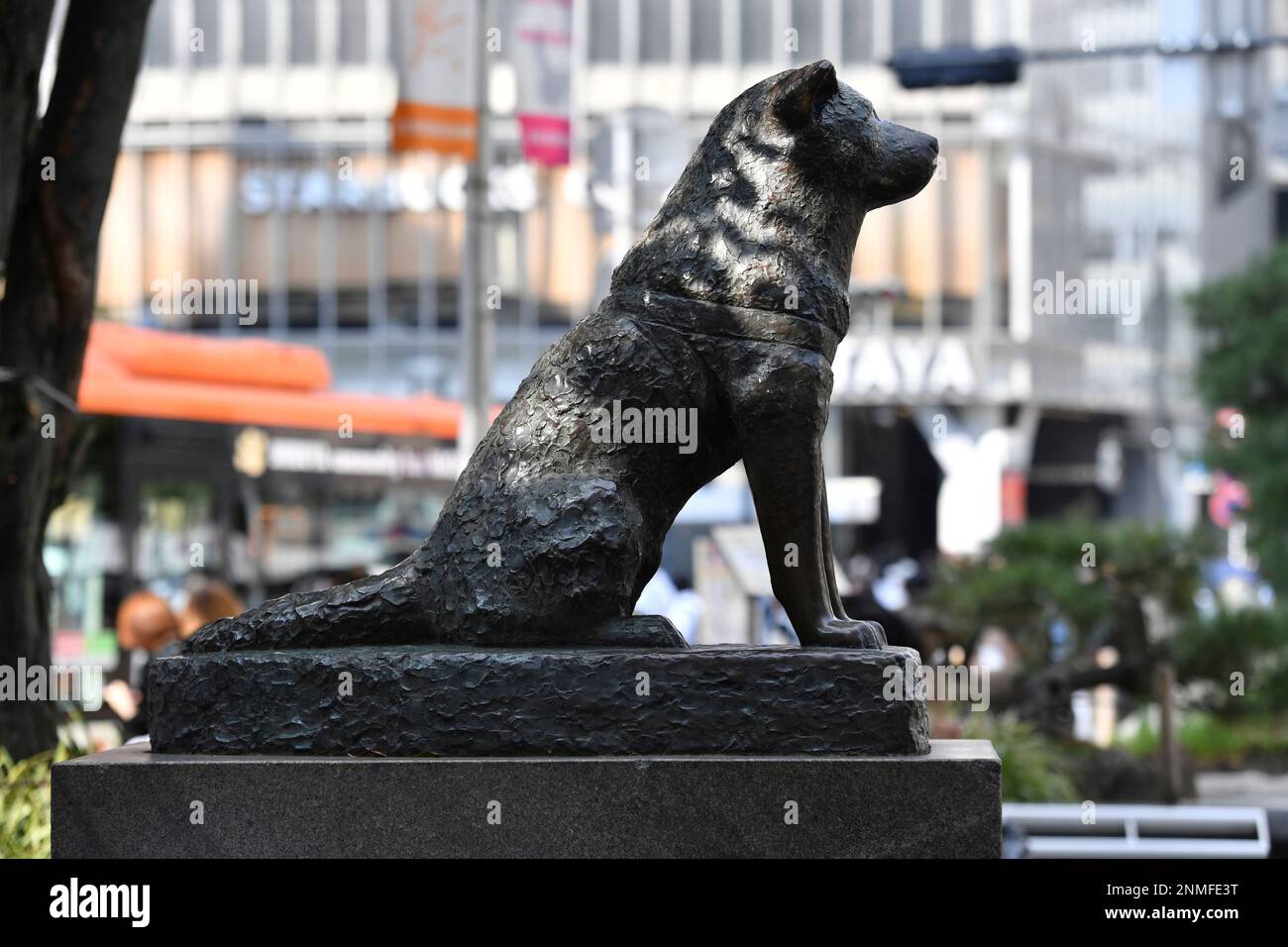 A picture shows a statue of Chuken Hachiko (Hachi the loyal dog) near ...