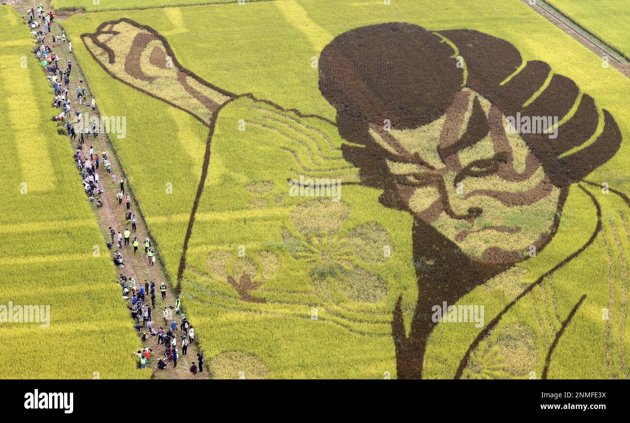 People gather to harvest rice of Rice paddy art in Gyoda City, Saitama ...