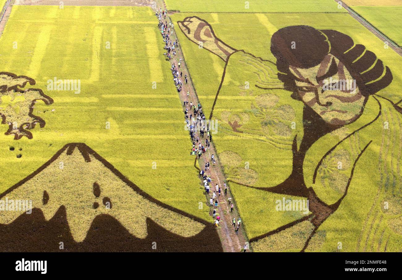 People gather to harvest rice of Rice paddy art in Gyoda City, Saitama ...