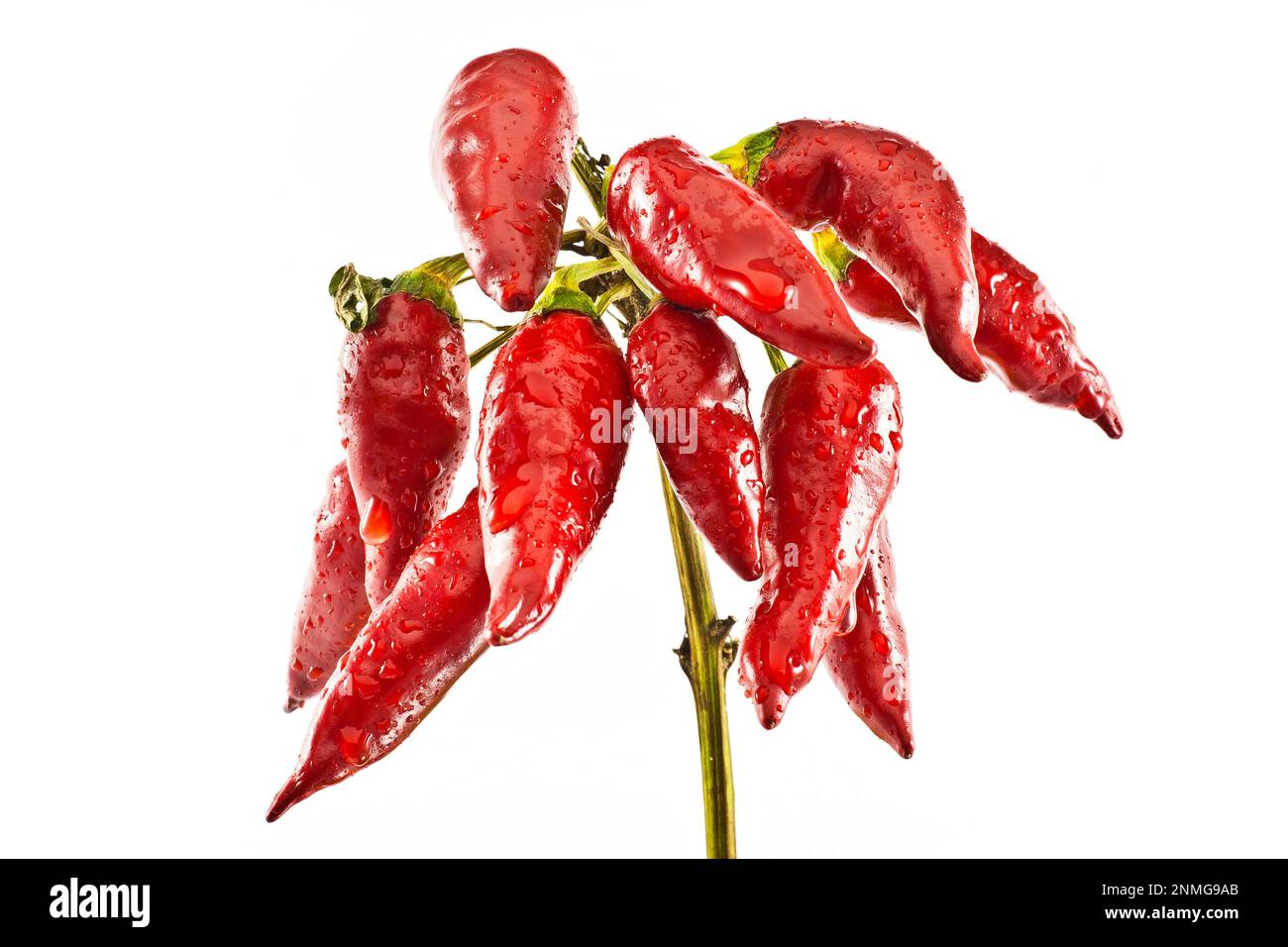 Group of red chili peppers on stem isolated on white Stock Photo - Alamy