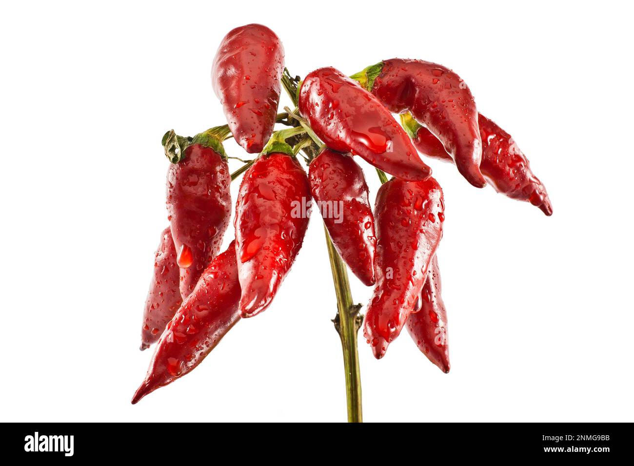 Group of red chili peppers on stem isolated on white Stock Photo - Alamy