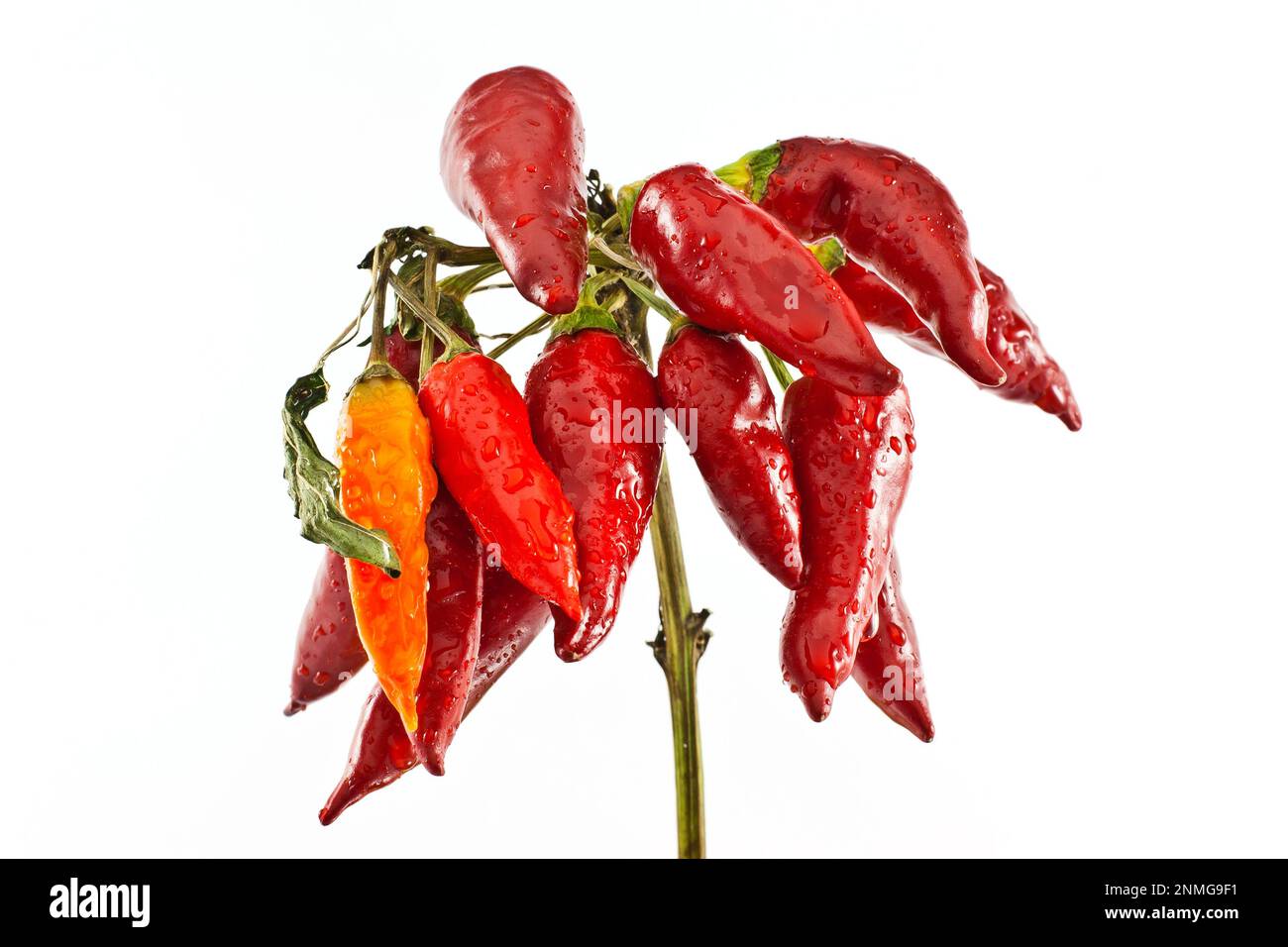 Group of red chili peppers on stem isolated on white Stock Photo - Alamy