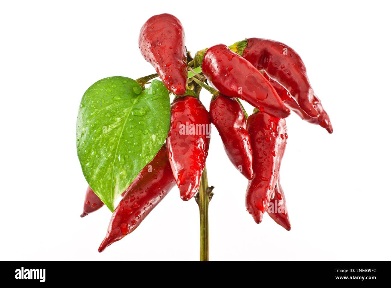 Group of red chili peppers on stem isolated on white Stock Photo - Alamy