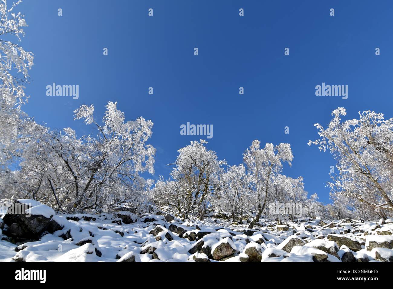 Snowy winter landscape with trees and rocks of the Moerschieder Burr in ...