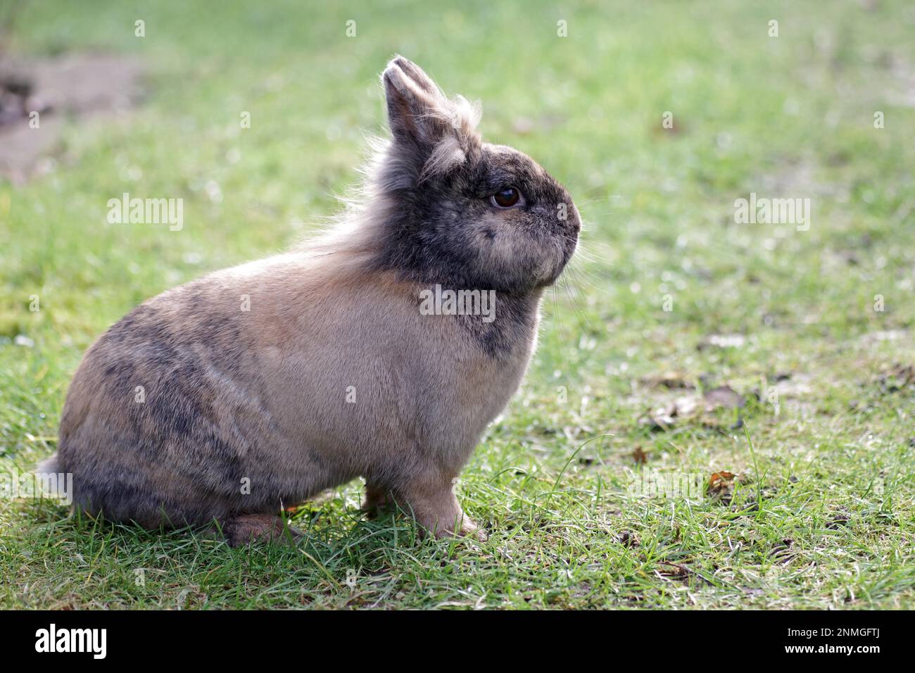 Rabbit breed hi-res stock photography and images - Alamy