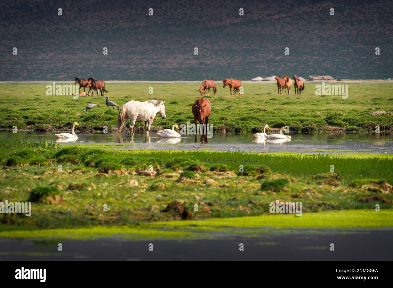 Pasture with horses, Bulgan province. Mongolia, Mongolia Stock Photo ...